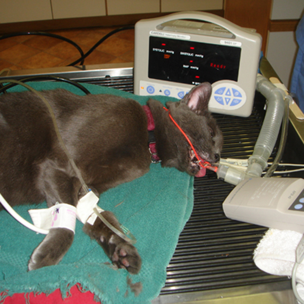 Veterinary Services – Animal Wellness Center Santa Fe