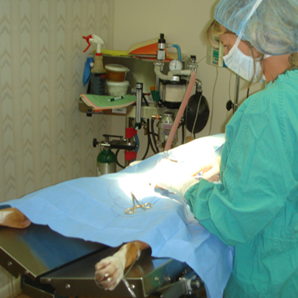 Pet Surgery – Animal Wellness Center Santa Fe