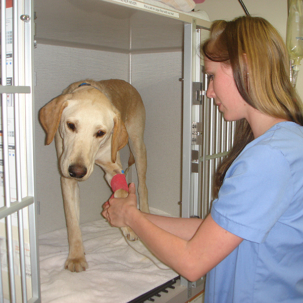 Pet Surgery – Animal Wellness Center Santa Fe